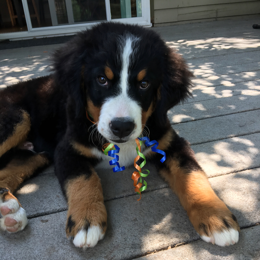 27 Bernese Mountain Dog Colorado AlfieCorrina