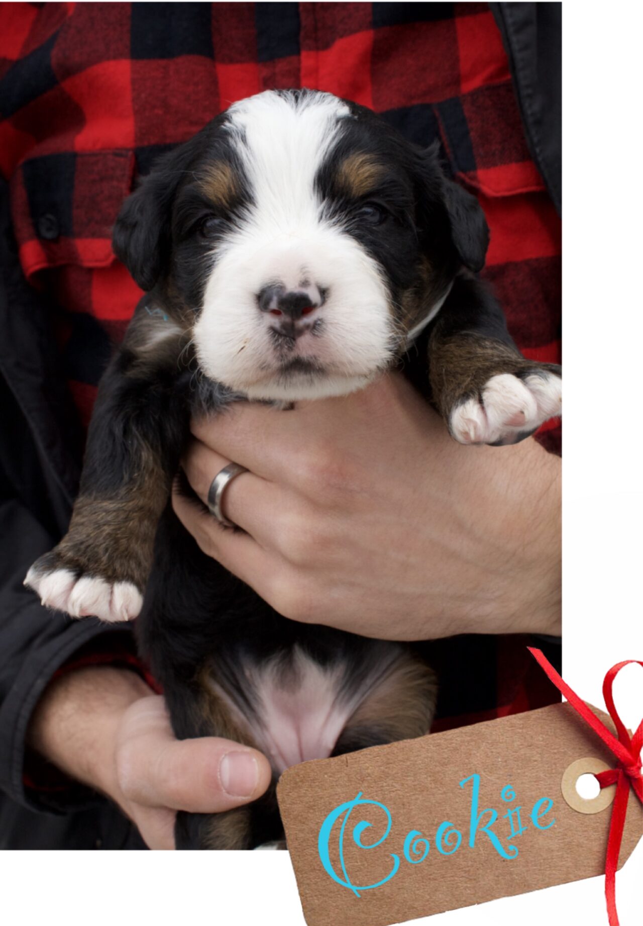 Colorado Berners | Berner Puppies for Sale
