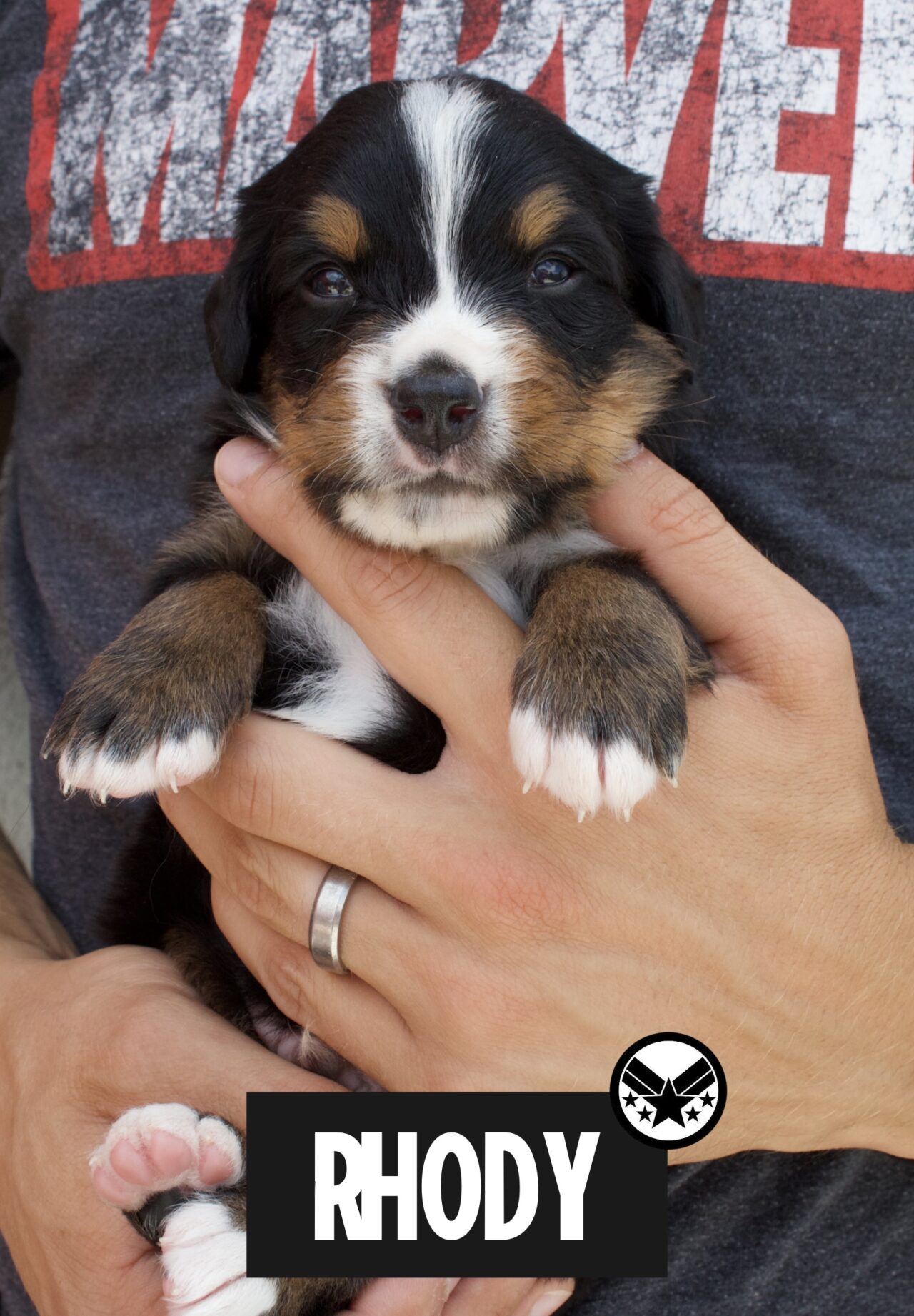 Colorado Berners | Berner Puppies for Sale