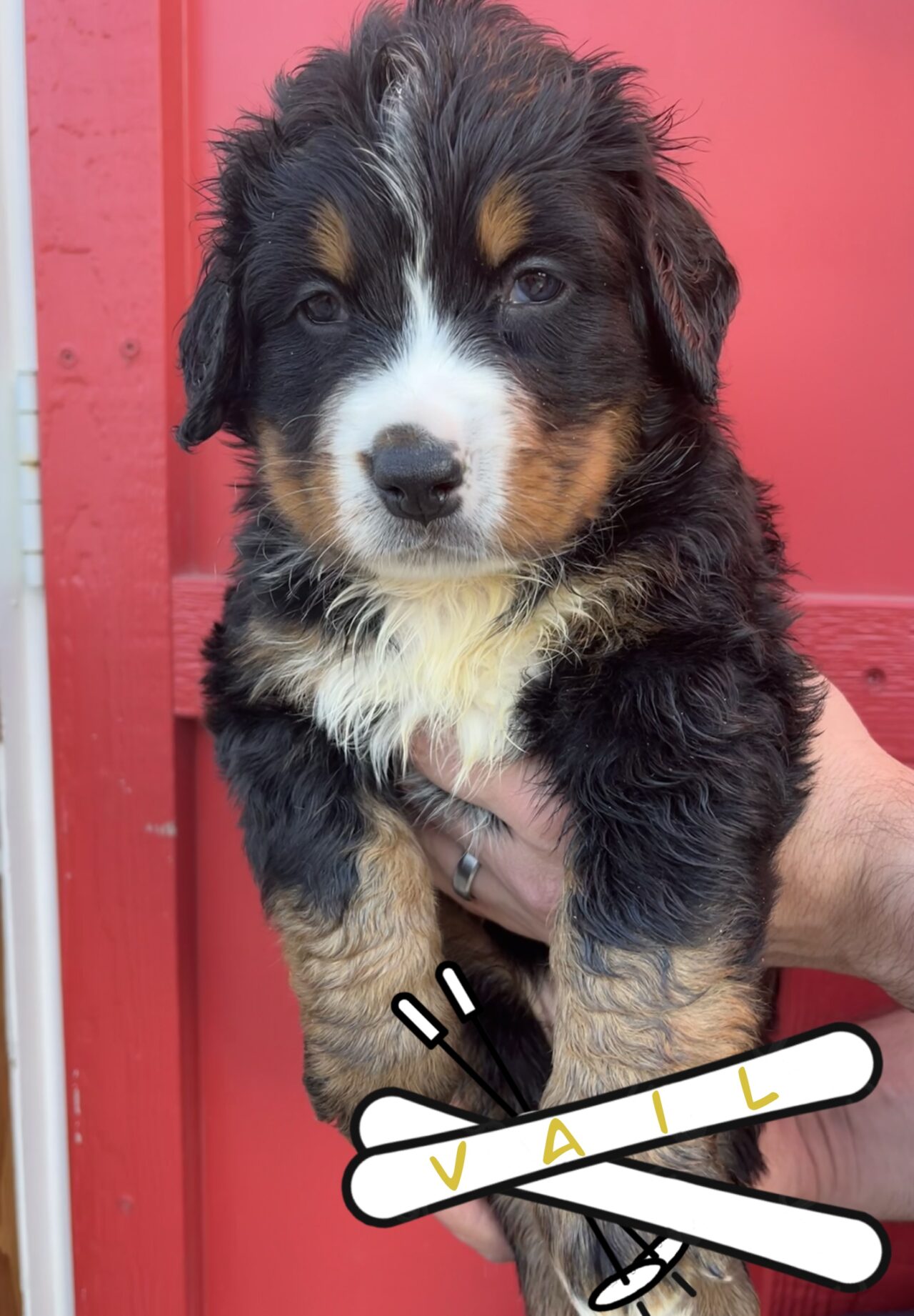 Colorado Berners | Berner Puppies for Sale