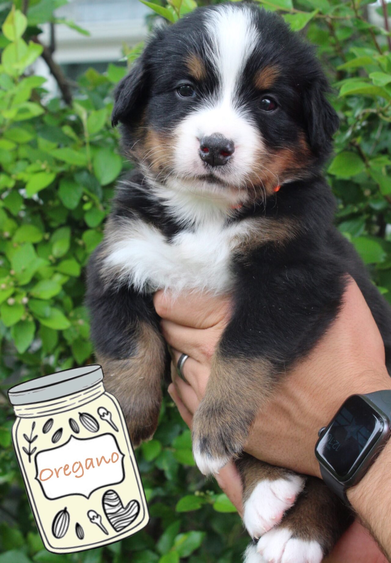 Colorado Berners | Berner Puppies for Sale