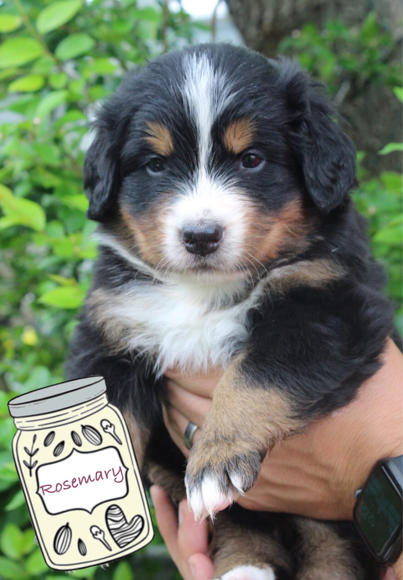 Colorado Berners | Berner Puppies for Sale