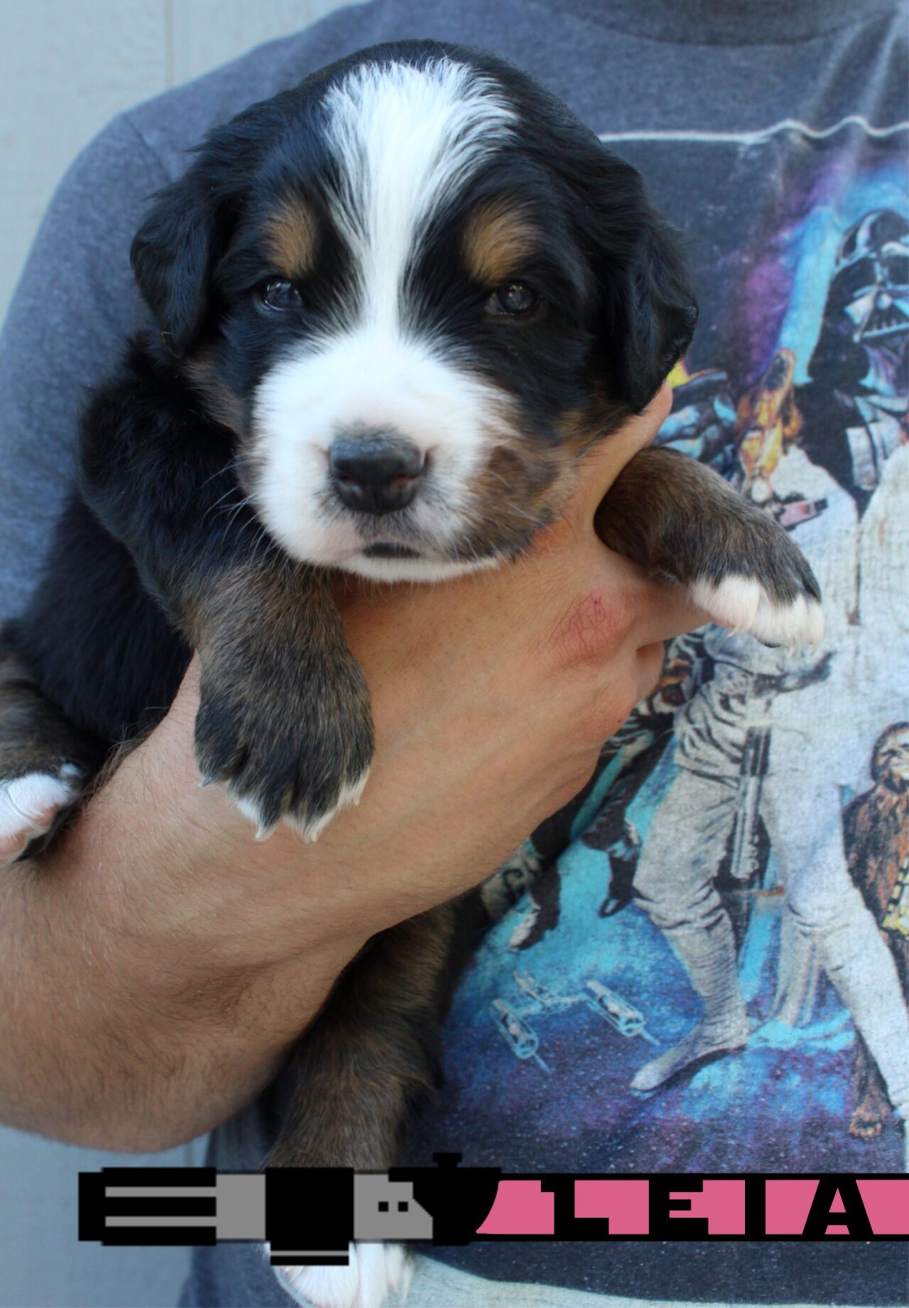 Colorado Berners | Berner Puppies for Sale