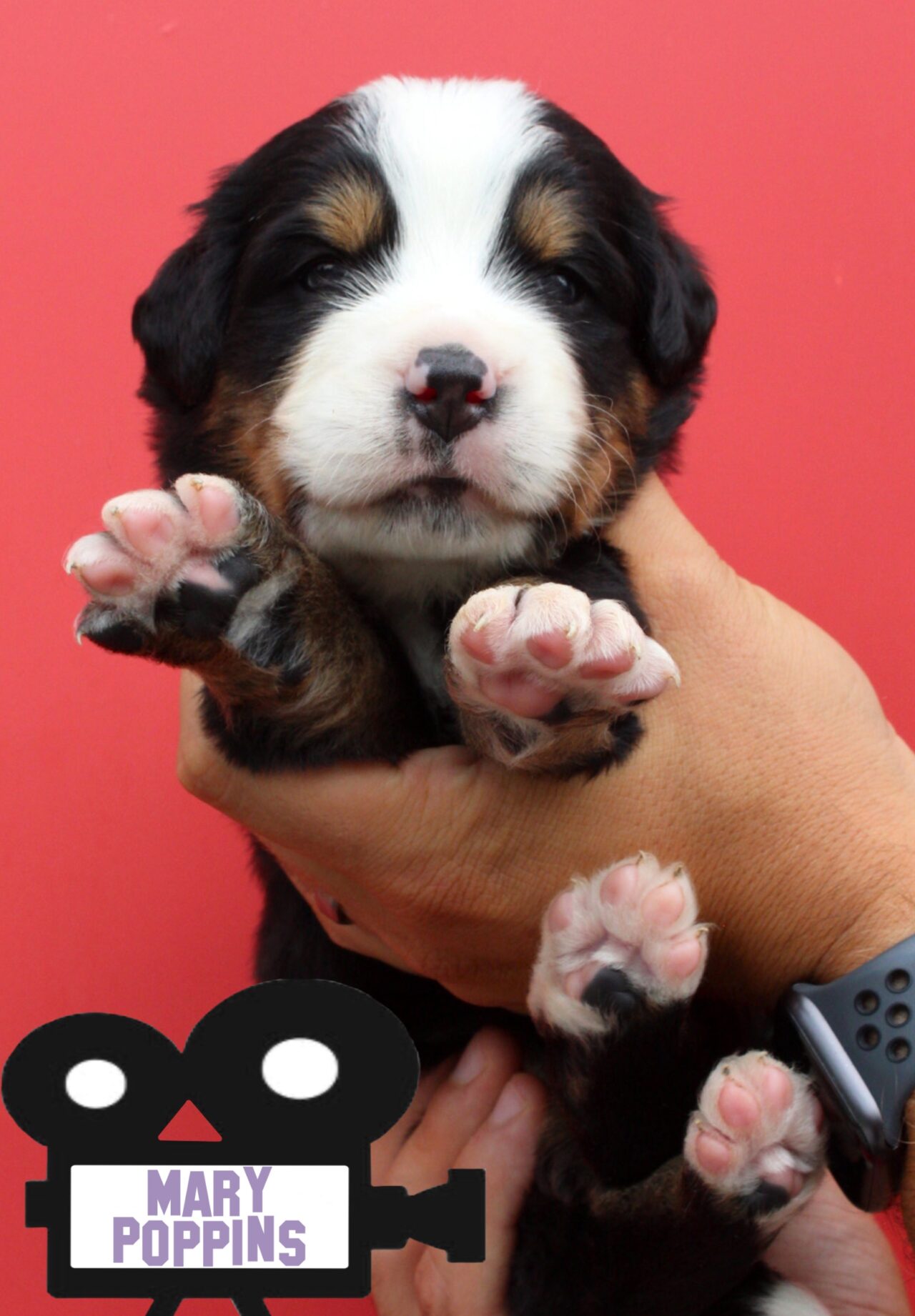 Colorado Berners | Berner Puppies for Sale