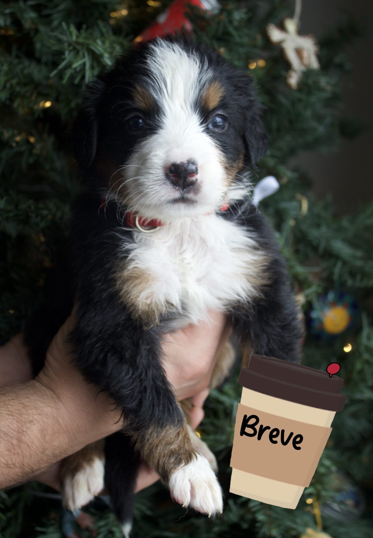 Colorado Berners | Berner Puppies for Sale