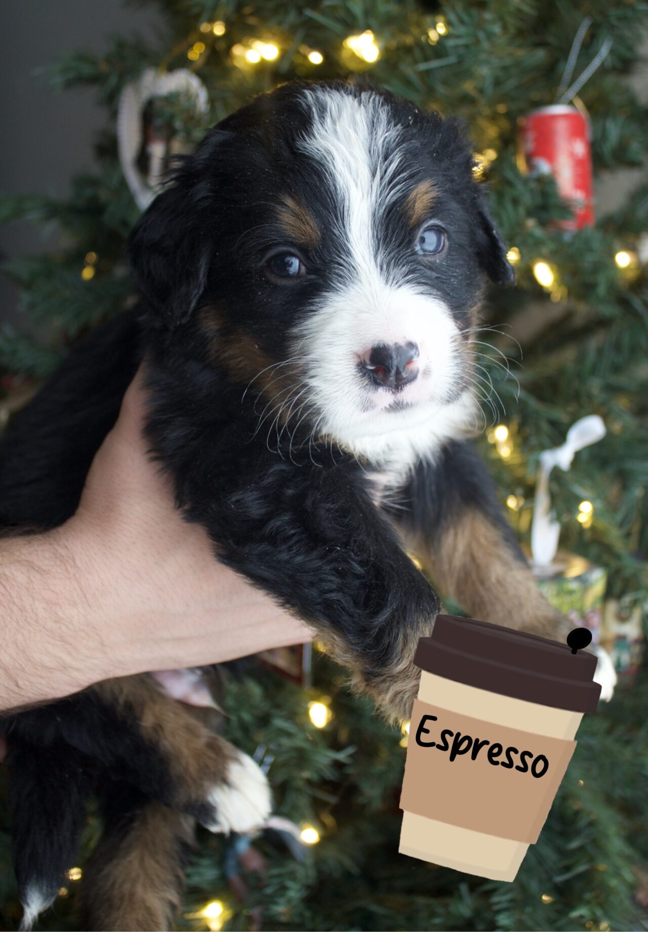 Colorado Berners | Berner Puppies for Sale
