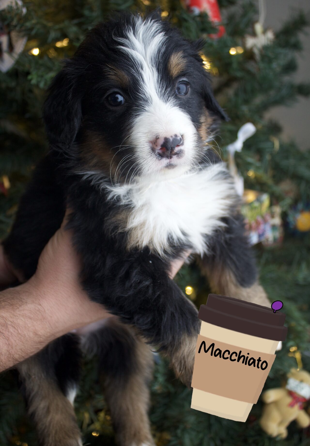 Colorado Berners | Berner Puppies for Sale