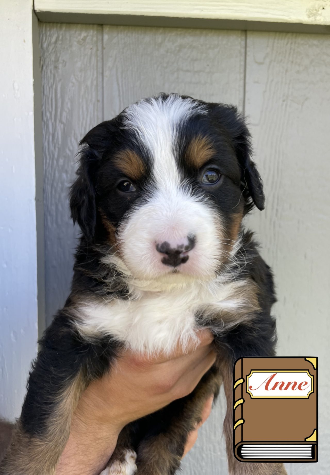 Colorado Berners | Berner Puppies for Sale