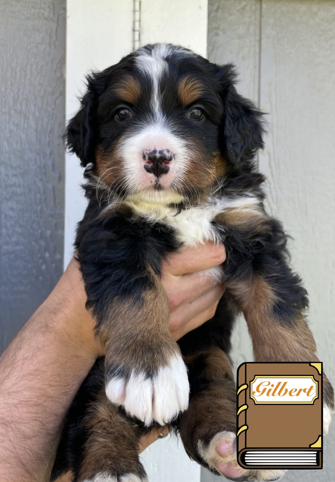 Colorado Berners | Berner Puppies for Sale
