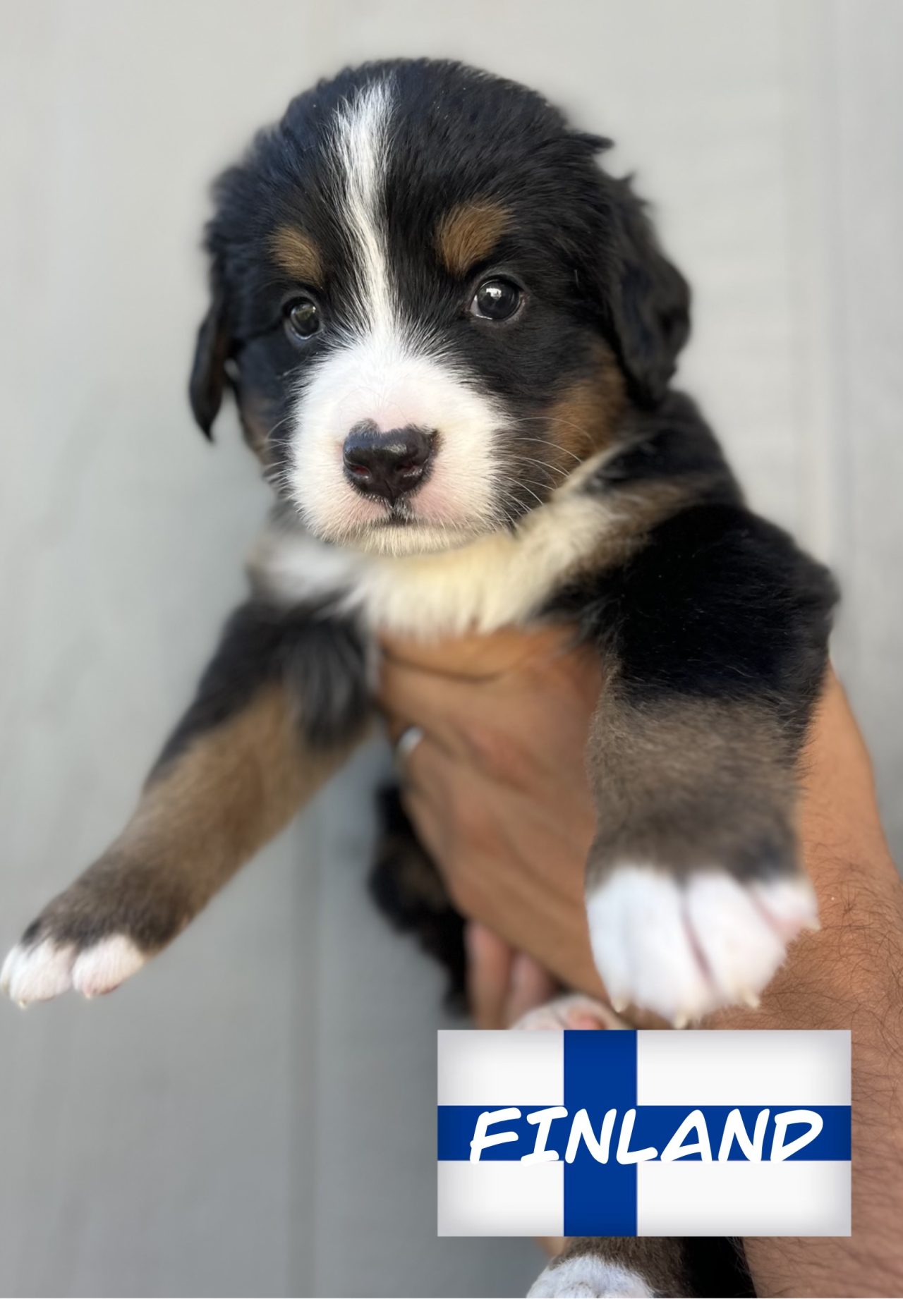 Colorado Berners | Berner Puppies for Sale