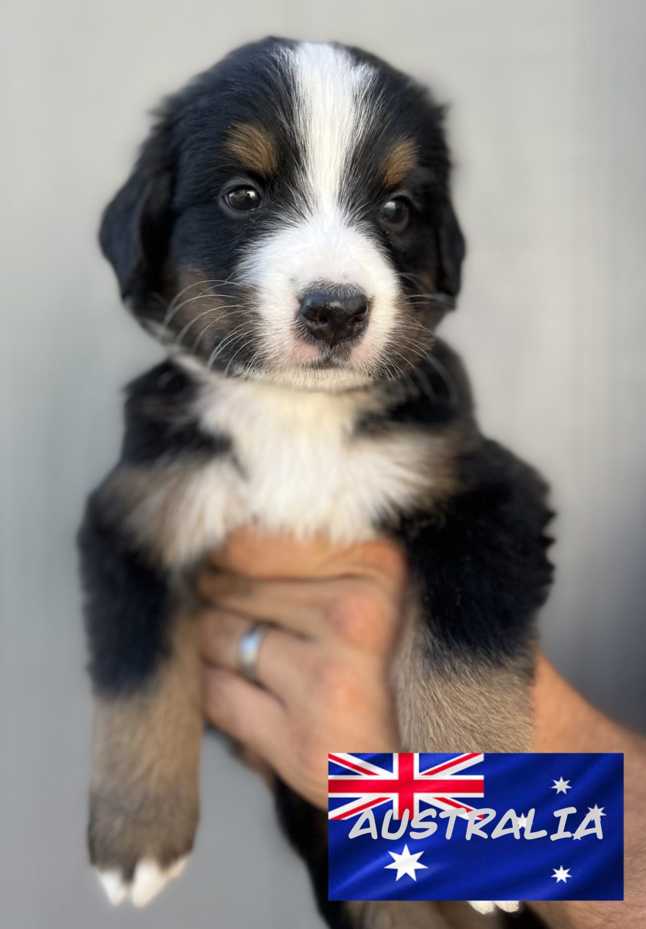 Colorado Berners | Berner Puppies for Sale